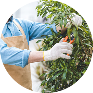 Home | King's Nursery LLC | Palms | Trees | Shrubs | Southwest Florida
